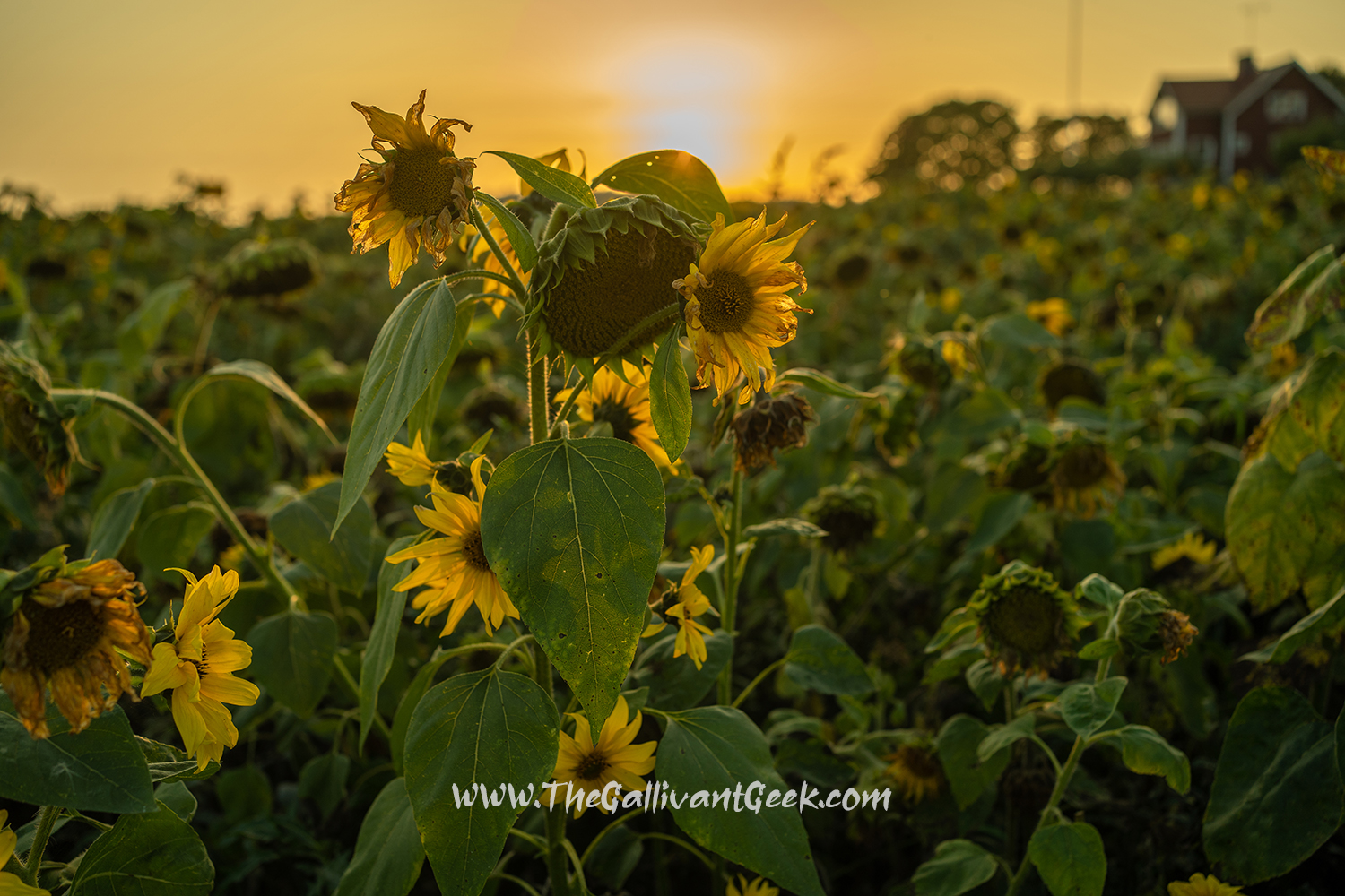 Stockholm's Sunflower Fields: A Radiant Swedish Escape