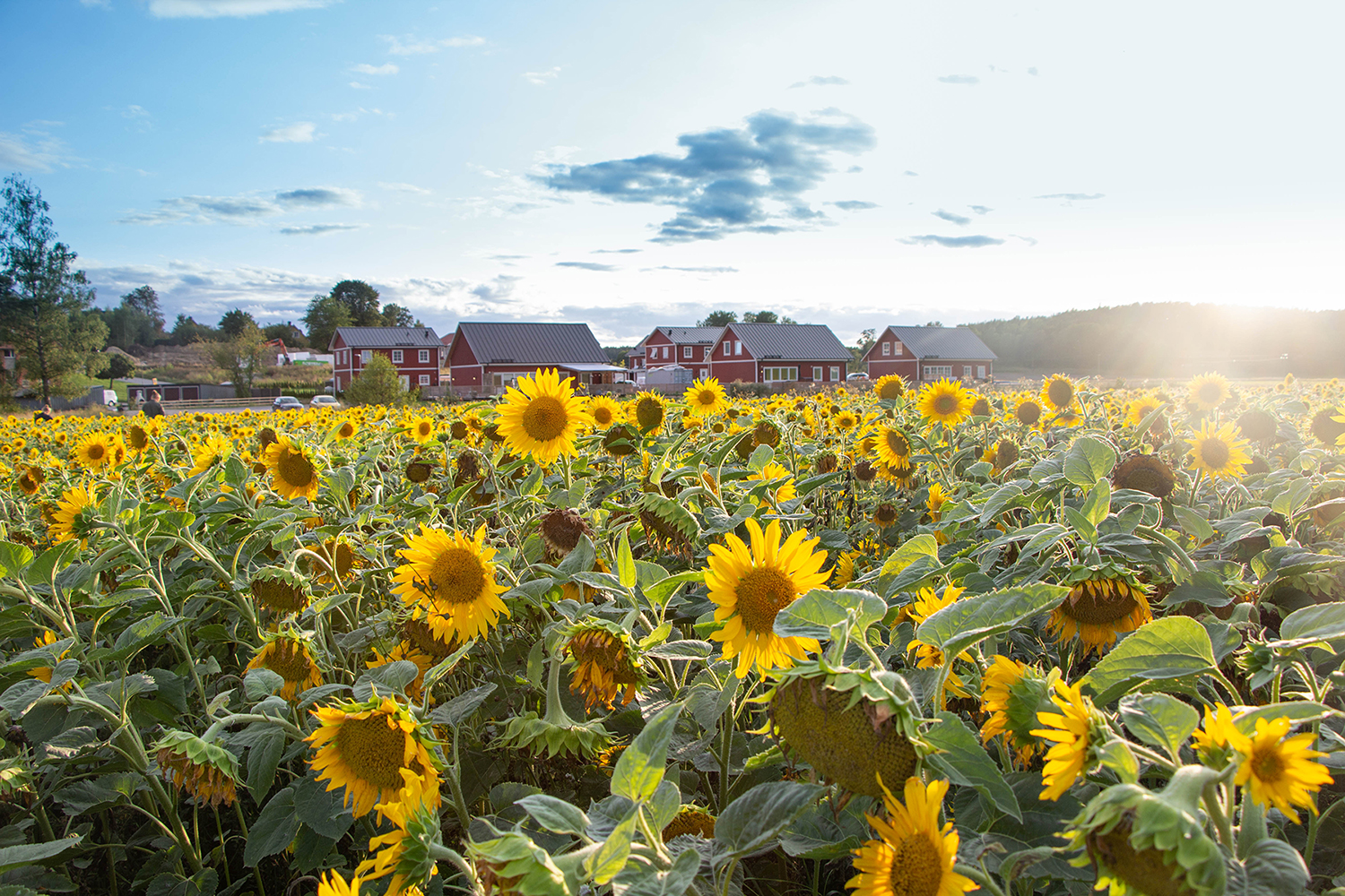Stockholm's Sunflower Fields: A Radiant Swedish Escape