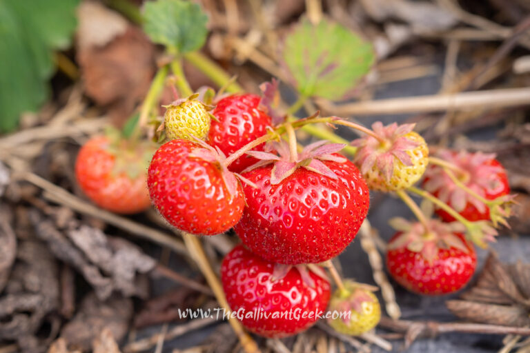 Strawberry Picking Near Stockholm – A Fun Family Day Out