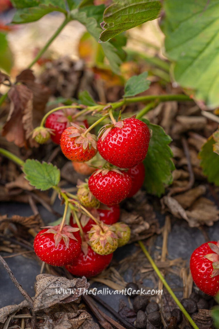Strawberry Picking Near Stockholm – A Fun Family Day Out
