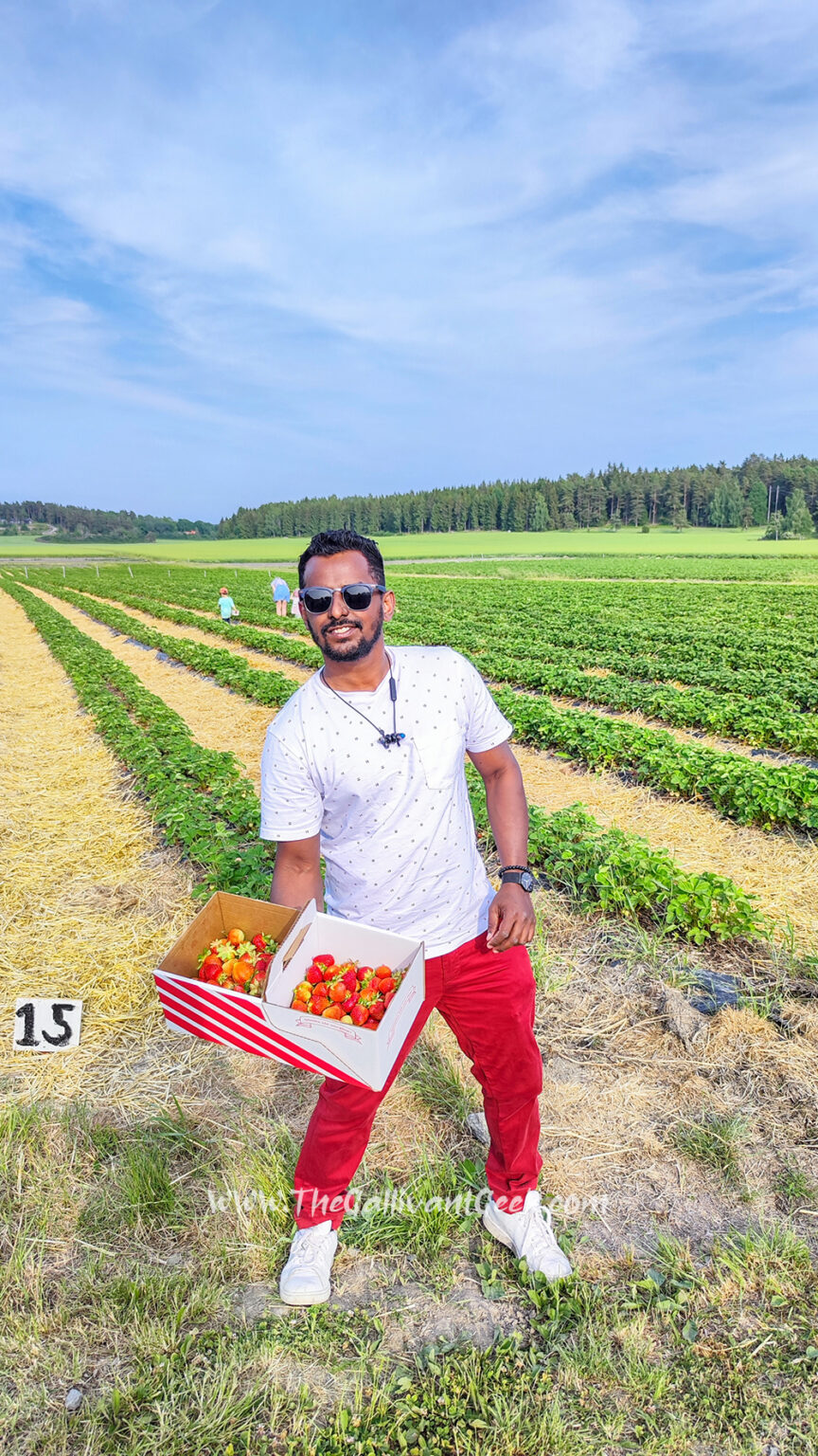 Strawberry Picking Near Stockholm – A Fun Family Day Out