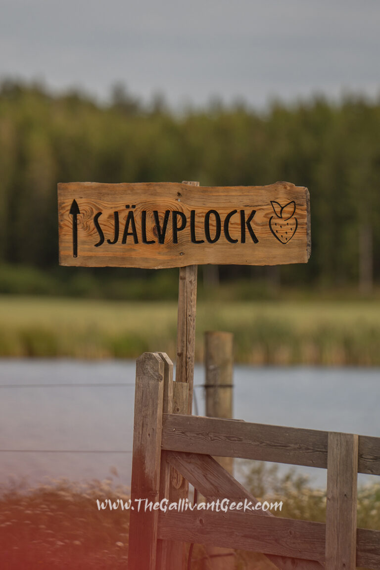 Strawberry Picking Near Stockholm – A Fun Family Day Out